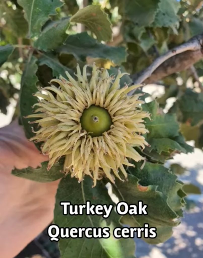 Trees-Pecan-Carya-illinoinensis-Turkey-Oak-quercus-cerris-and-Hibiscus ...